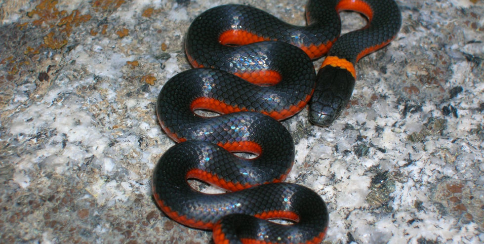 Snakes you might come across in Alabama - Which ones are venomous?