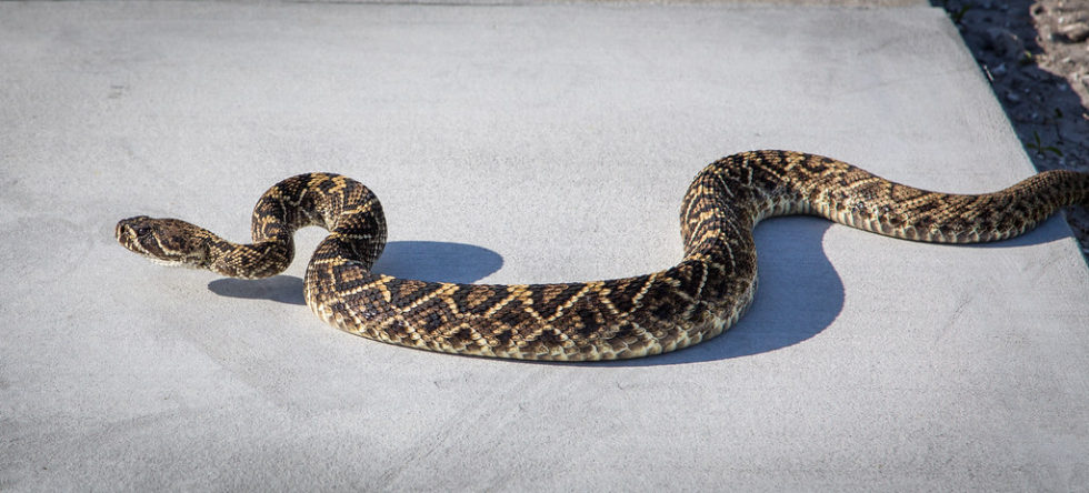Snakes you might come across in Alabama - Which ones are venomous?