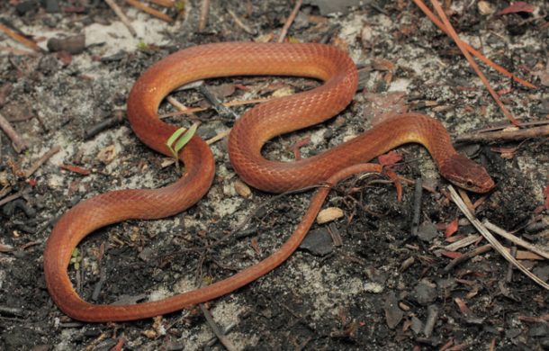 Alabama Snakes You Might See - WATCH OUT!