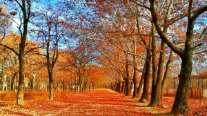 25 Common Trees In Alabama | Things To Do In Mobile Alabama