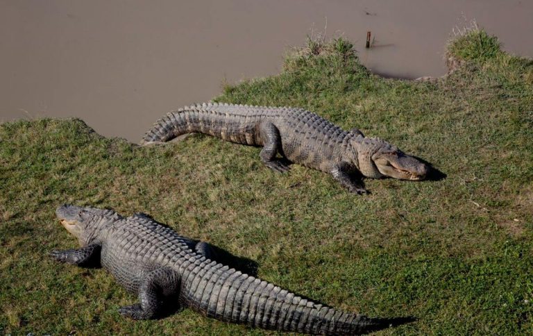 Where To See Alligators In Alabama