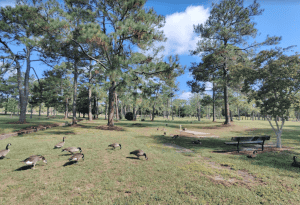 19 Of The Best Parks In Mobile Alabama!